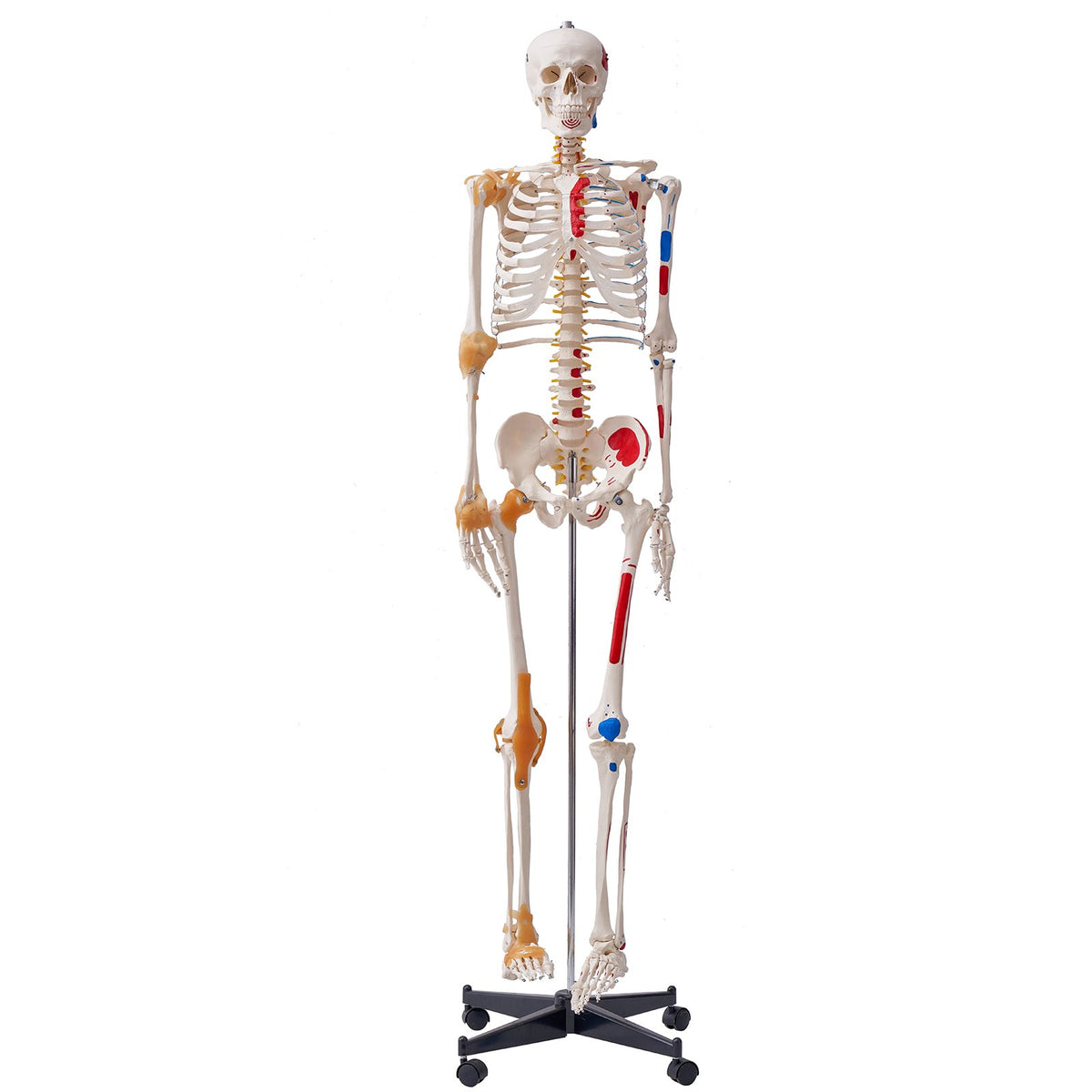 VEVOR Human Skeleton Model for Anatomy, 182 cm Life Size, Accurate PVC ...
